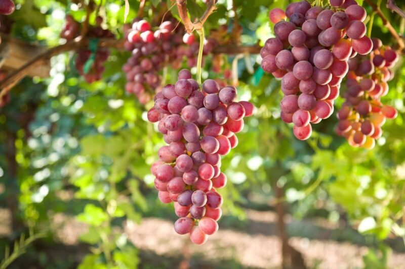 11 Course Lunch, Wine Tasting & Cooking Mastery in Rhodes - The Experience: Relaxed, Educational, and Flavored with Local Charm