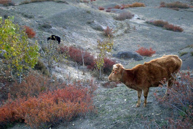 11 days Panorama Panchase Homestay Trek - Key Points