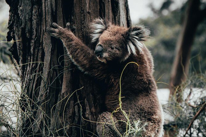 12 Apostles, Otways & Great Ocean Road Day Tour - 8 person max - Key Points