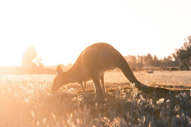 12 Apostles, Otways & Great Ocean Road Day Tour - 8 person max - Considerations for Travelers