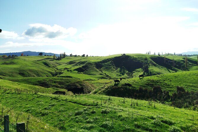 12 Day New Zealand Private Tour from Auckland to Stewart Island - Final Thoughts