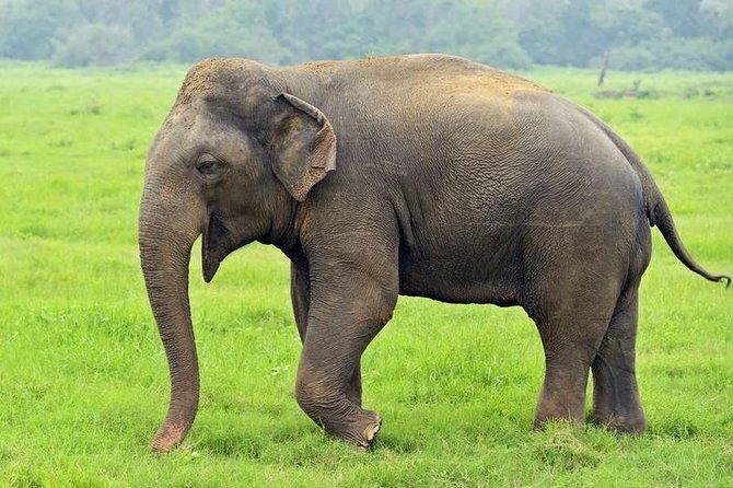 12 days 11 nights Ancients city exploer with Holiday Walkers Sri Lanka - FAQ: Practical Questions