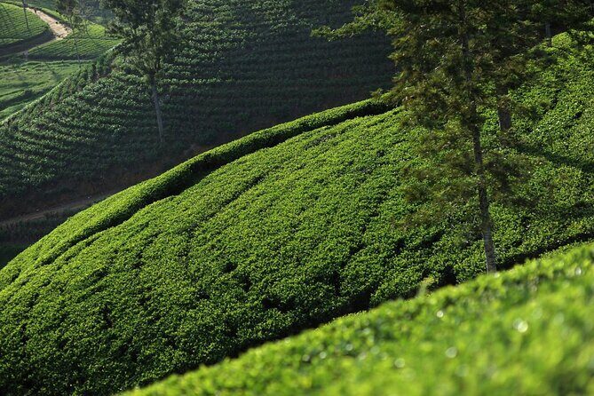 12 Days Private Escape Tour- Best of Sri Lanka - A Deep Dive into the Experience