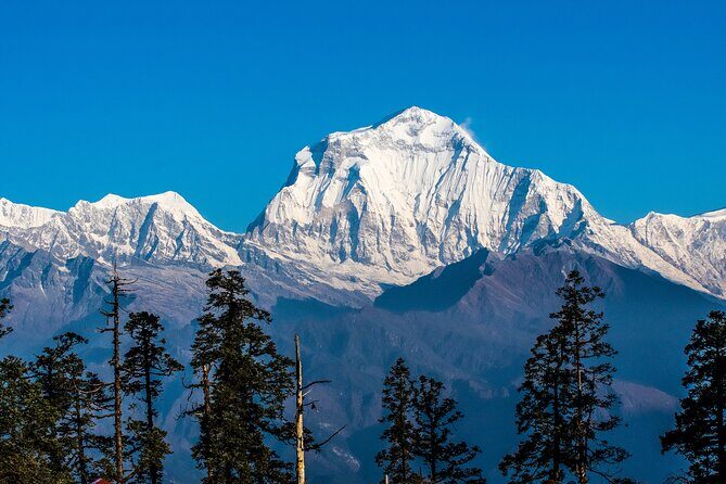 12 Days Trek Tour in Nepal - Descending through Gorepani and Ghandruk