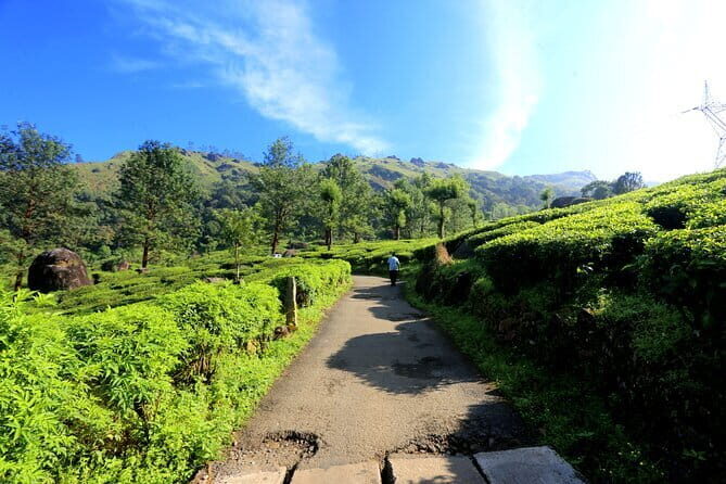 12 Hours Private Munnar Tour from Kochi - Tea Garden Trek: Walking Through Green Gold