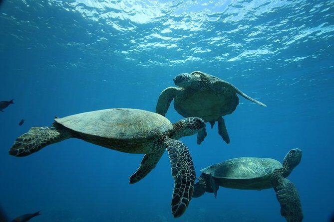 12pm Turtle Canyon Snorkel Adventure - Overview of the Experience