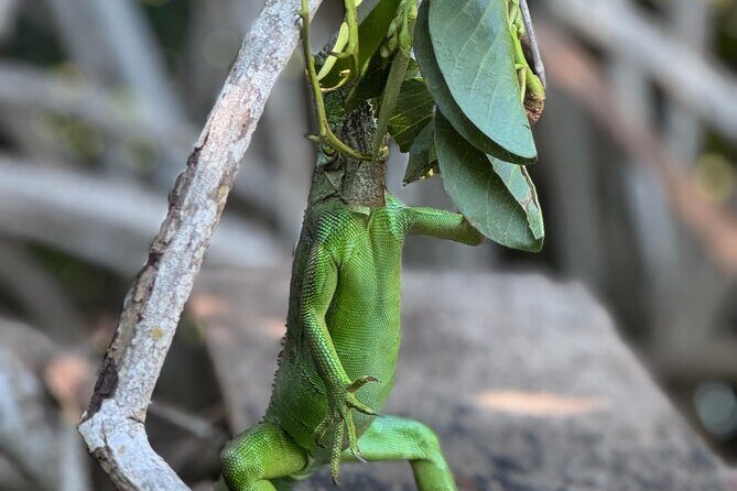14 Day Beach Paradise Tour in Puerto Escondido Mexico - Frequently Asked Questions
