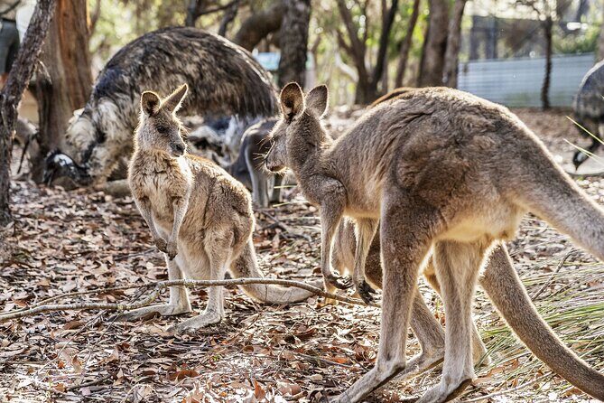14 Day Tour from Sydney to Cairns Fraser Island and Whitsundays - Frequently Asked Questions (FAQ)
