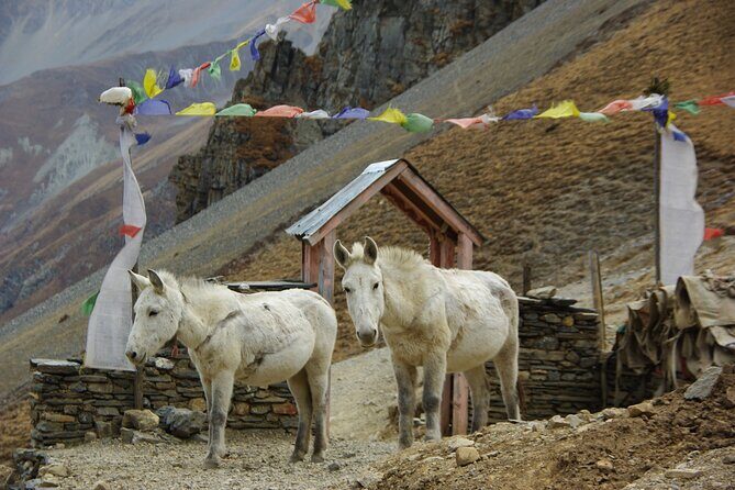 14 Days Manasalu Trek With Larkye Pass - Who Should Consider This Trek?