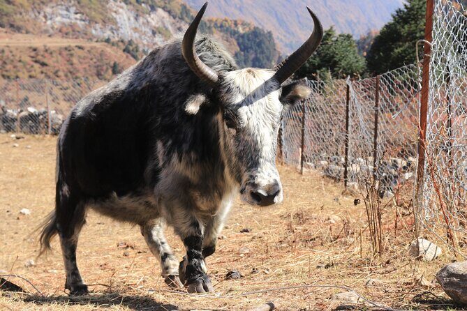 14 Days Private Tour in Manaslu Circuit Trek - The Showstopper: Larke La Pass