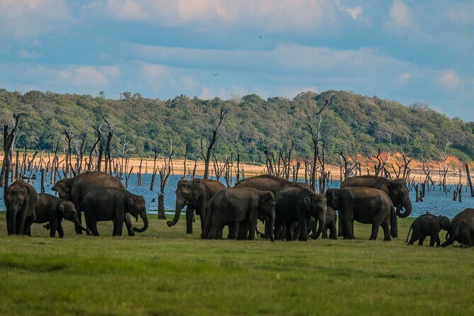 15-Day Tour in Sri Lanka with Private Driver - The Sum Up: Who Will Benefit Most?