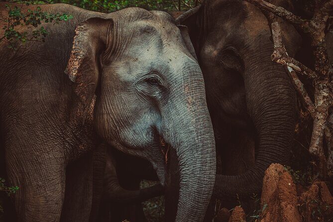 15-Day Tour in Sri Lanka with Private Driver - FAQ: Practical Questions Answered