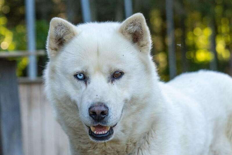 15 min. Tadoussac : Behind-the-Scenes Sled Dog Kennel Tour - Exploring the Sled Dog Kennel Experience