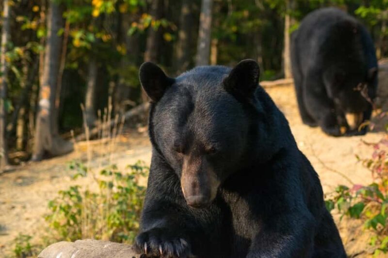 15 min. Tadoussac : Black Bear Observation with Expert Guide - What This Tour Offers