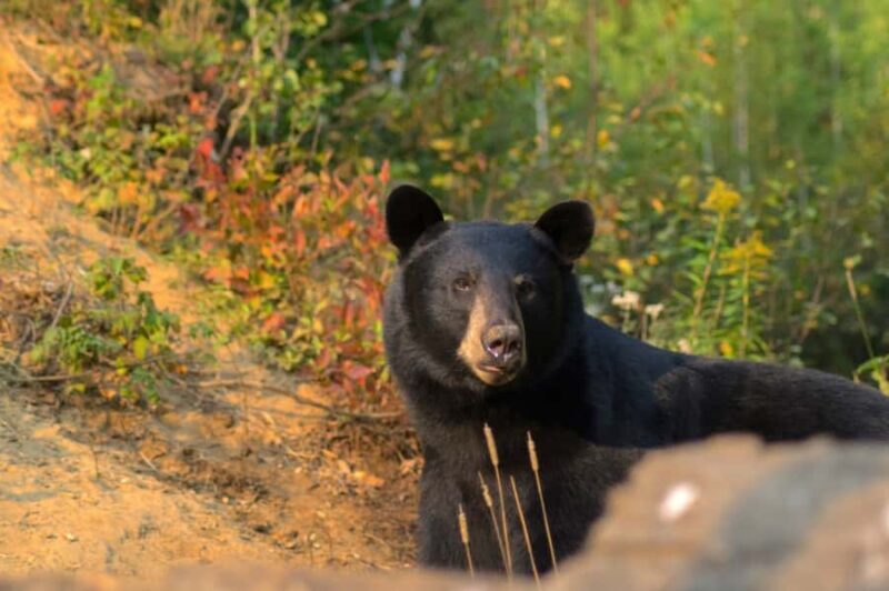 15 min. Tadoussac : Black Bear Observation with Expert Guide - Transportation and Group Size