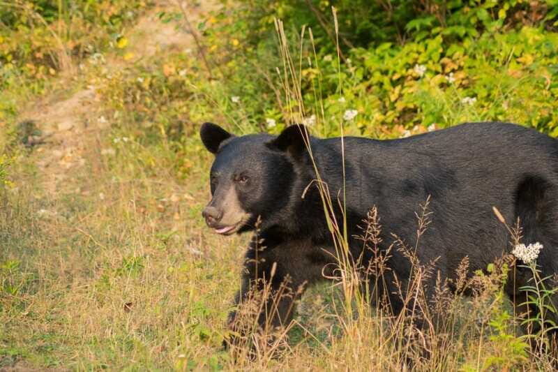 15 min. Tadoussac : Black Bear Observation with Expert Guide - The Cost and Value