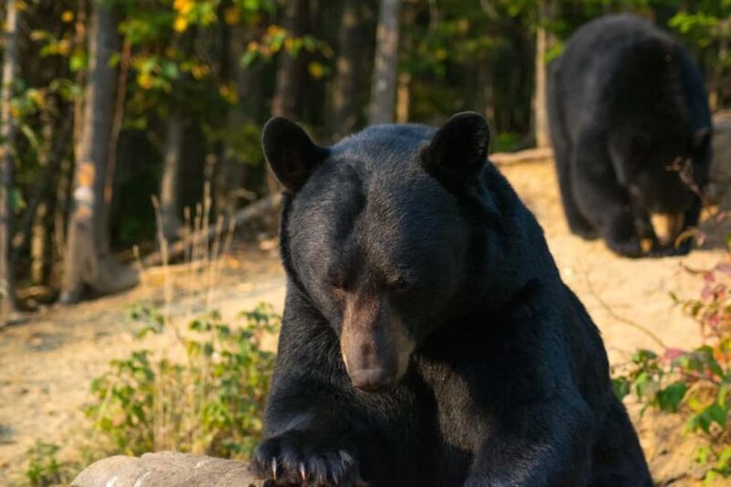 15 min. Tadoussac : Black Bear Observation with Expert Guide - Key Points