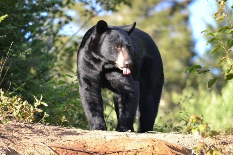 15 min. Tadoussac : Black Bear Observation with Expert Guide - An In-Depth Look at the Experience
