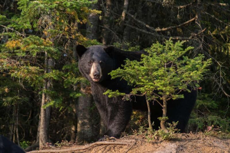 15 min. Tadoussac : Black Bear Observation with Expert Guide - The Sum Up