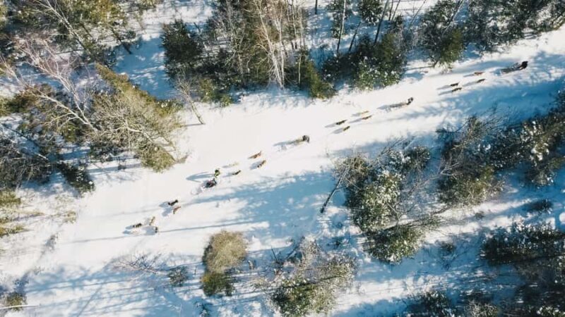 15 min. Tadoussac : Dog Sled Excursion in Saguenay Fjord - Who Should Consider This Tour?