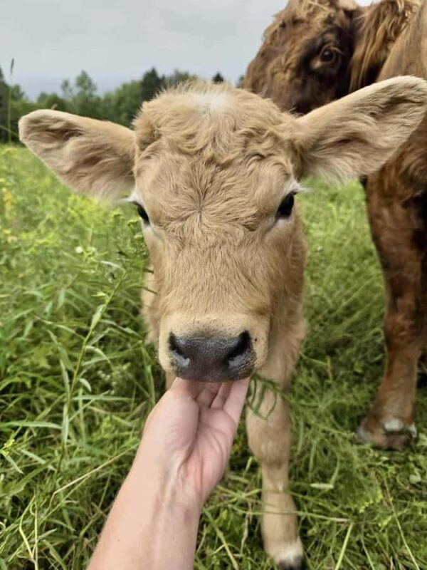 15 min. Tadoussac: Free visit to the animal shelter and farm - Key Points