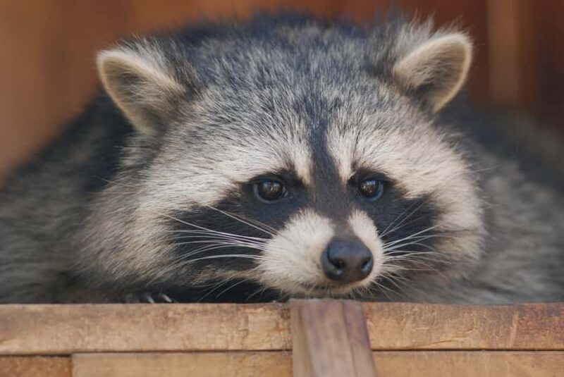 15 min. Tadoussac: Free visit to the animal shelter and farm - Who Will Love This Experience?