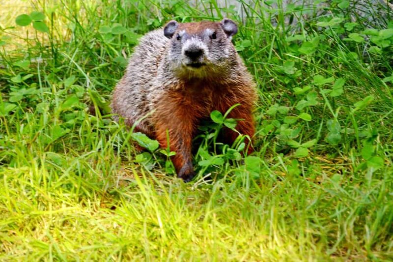 15 min. Tadoussac: Free visit to the animal shelter and farm - Frequently Asked Questions