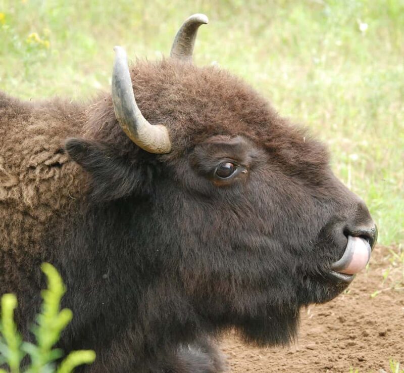 15 min. Tadoussac: Free visit to the animal shelter and farm - Final Thoughts