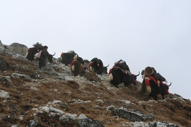 16 - Day Jumolhari Combo Trek in Bhutan - An In-Depth Look at the Journey