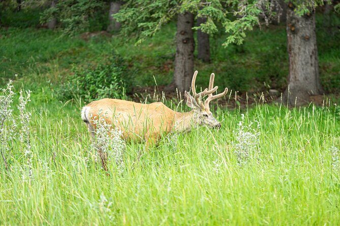 16 Days Premium Tour in Western Canada and Vancouver Island - In-Depth Look at the Itinerary