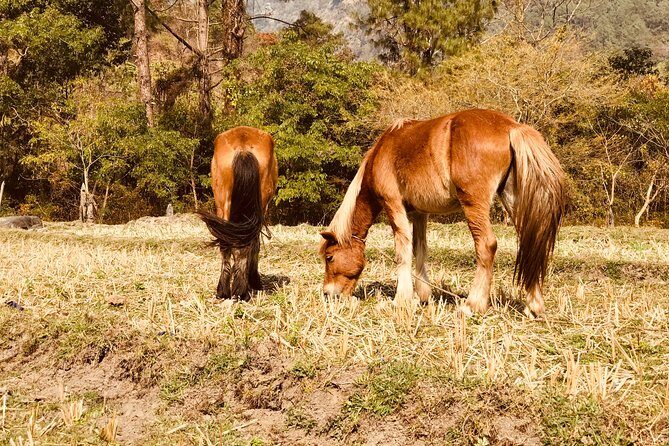 17-Day Private Nature Trip and Birding in Bhutan - A Comprehensive Look at the 17-Day Private Nature and Birding Tour in Bhutan