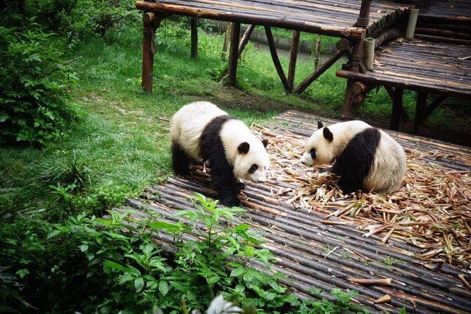 18-Day Classic China Tour: Xi'an-Chengdu-Zhangjiajie-Shanghai - What Travelers Say & Why It Matters