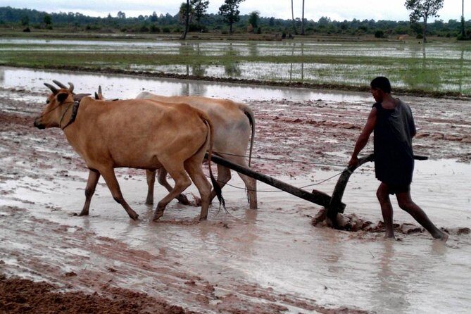 1day Private tour, Angkor sunrise,all main temples, Banteay srei - Key Points