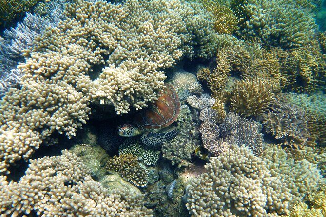 2 1/4 hr Low Isles Reef Sprinter Snorkeling Tour-No Island Access - Key Points