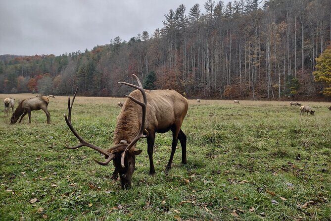 2.5-3 hour Smoky Mountain Cherokee Blue Ridge Parkway Safari tour - Key Points