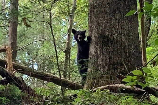 2.5-3 hour Smoky Mountain Cherokee Blue Ridge Parkway Safari tour - Analyzing Value and Cost