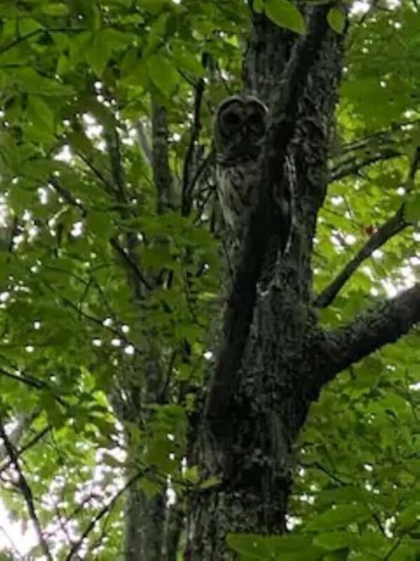 2.5-3 HR Guided Safari Jeep Mile-High Adventure - Practical Tips for Travelers