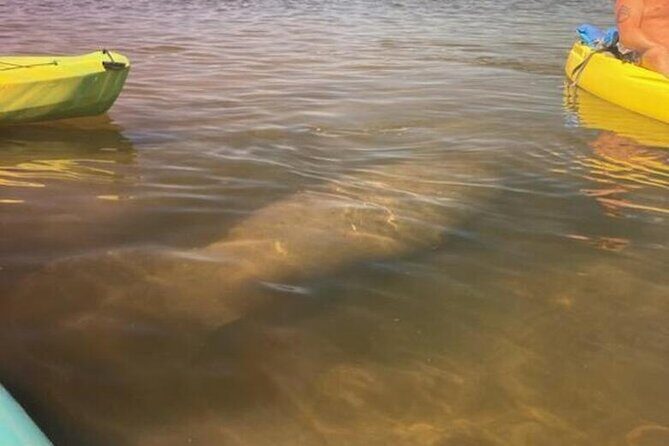 2.5 Hour Kayaking with Manatee and History Tour in Tarpon Springs - An Honest Look at the Experience