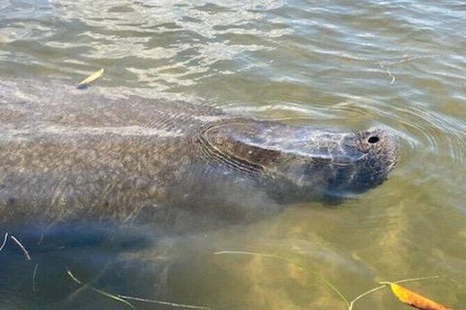 2.5 Hour Kayaking with Manatee and History Tour in Tarpon Springs - Pricing and Value
