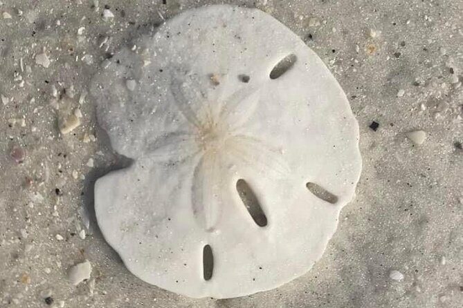 2.5 Hour Shell Key Island Adventure Including Dolphins And Shells - An In-Depth Look at the Shell Key Island Adventure