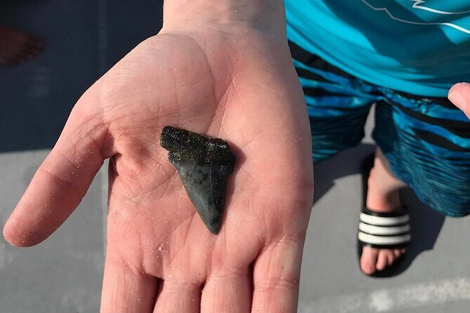 2.5 Hour Shell Key Island Adventure Including Dolphins And Shells - Frequently Asked Questions