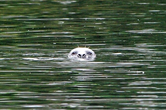 2.5 Hour Tour in Ketchikan on the Tongass Trolley - FAQs