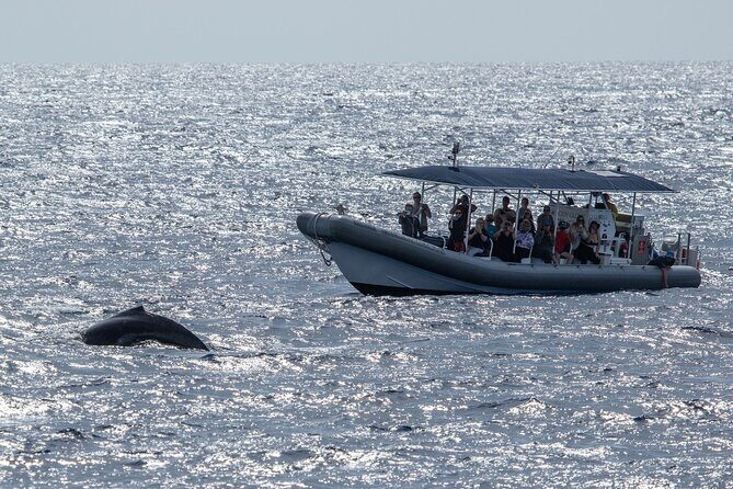 2.5-Hour Whale Watching On A 41' Super-Raft - The Sum Up