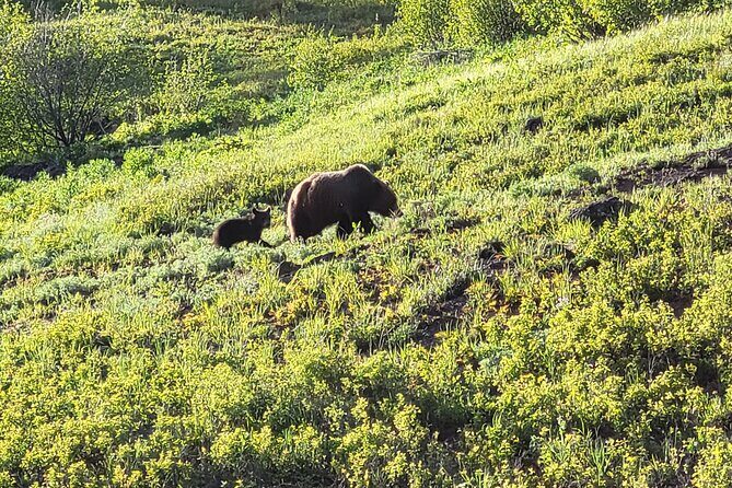 2 Day 1 Night Yellowstone with Expert Guide - From the Guides to the Experience: What Travelers Say