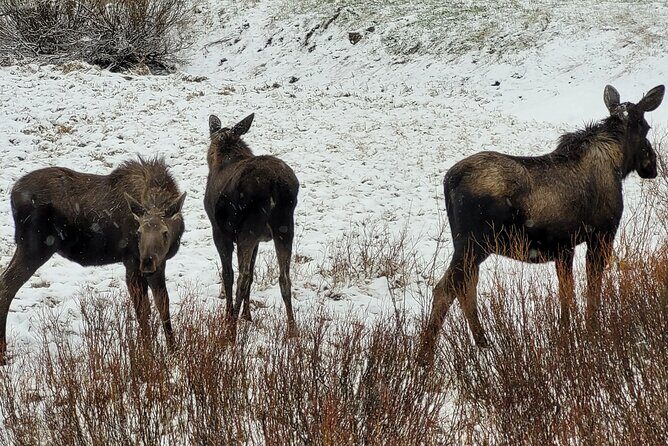 2 Day 1 Night Yellowstone with Expert Guide - FAQs