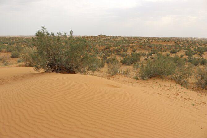 2 Day Aydar Lake Yurt Camping Tour from Samarkand - The Sum Up