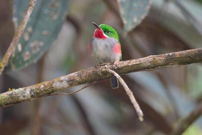 2-Day Bird Watching Tour in the Sierra de Bahoruco - Final Thoughts: Who Should Consider This Tour?