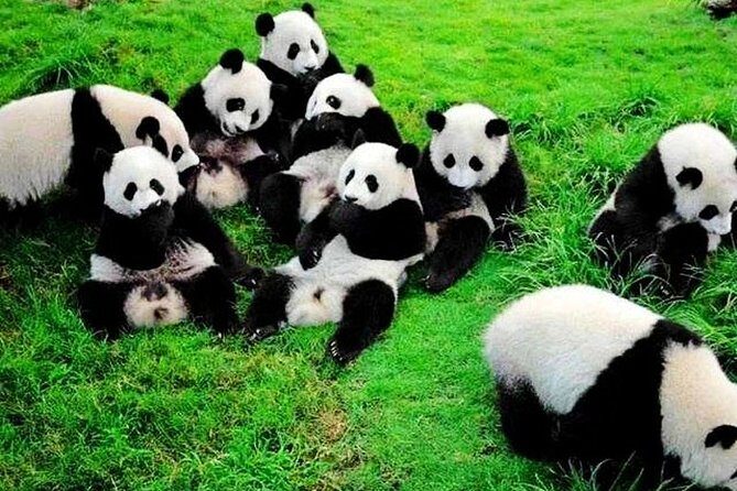 2-Day Chengdu Giant Panda and Leshan Buddha from Guangzhou by Plane - An In-Depth Look at the 2-Day Chengdu Adventure