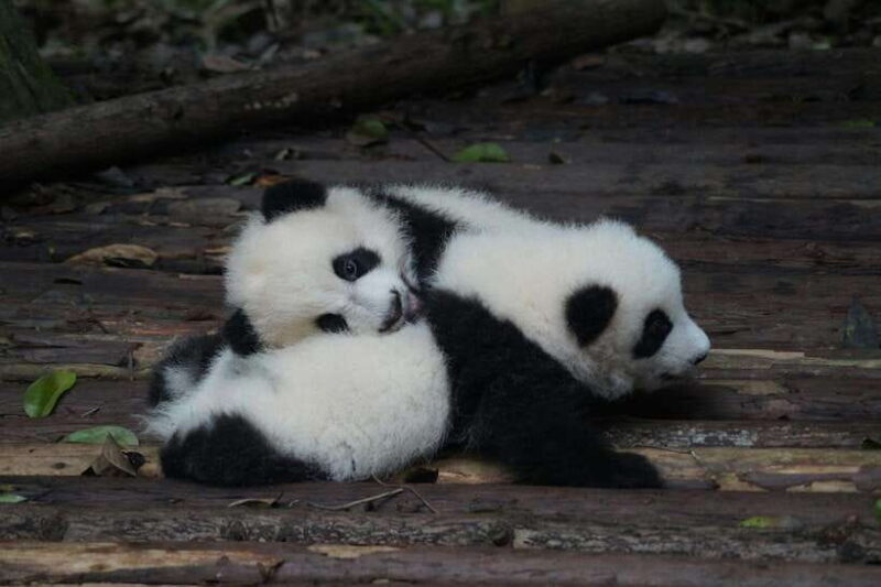 2-Day Chengdu & Mount Qingcheng Heritage Tour - Exploring Chengdu & Mount Qingcheng: A Detailed Look