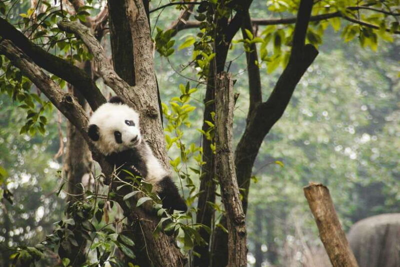 2-Day Chengdu & Mount Qingcheng Heritage Tour - Frequently Asked Questions